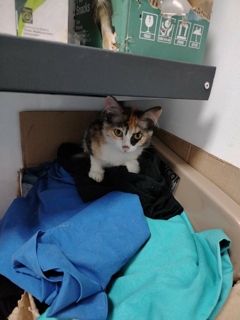 Veteriner klinikleri Veterinary department, Taşkent, foto