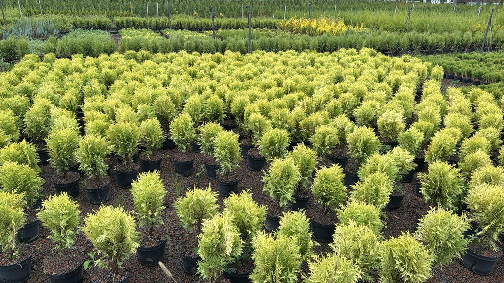 Fidan yetiştiriciliği Резиденция Зеленый континент, Krasnodarski krayı, foto