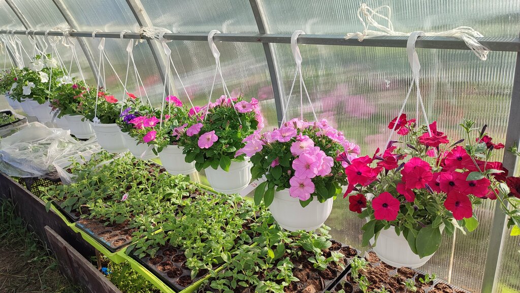 Fidan yetiştiriciliği Krenica Plant Nursery, Novaya Ladoga, foto
