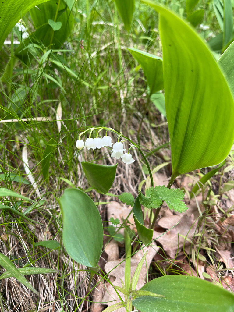 Doğa Растения в сосняках, Karelya, foto