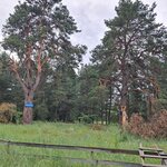 Три Сосны (Voronezh Region, gorodskoye poseleniye Bobrov), tatil altyapısı  Voronejskaya oblastından