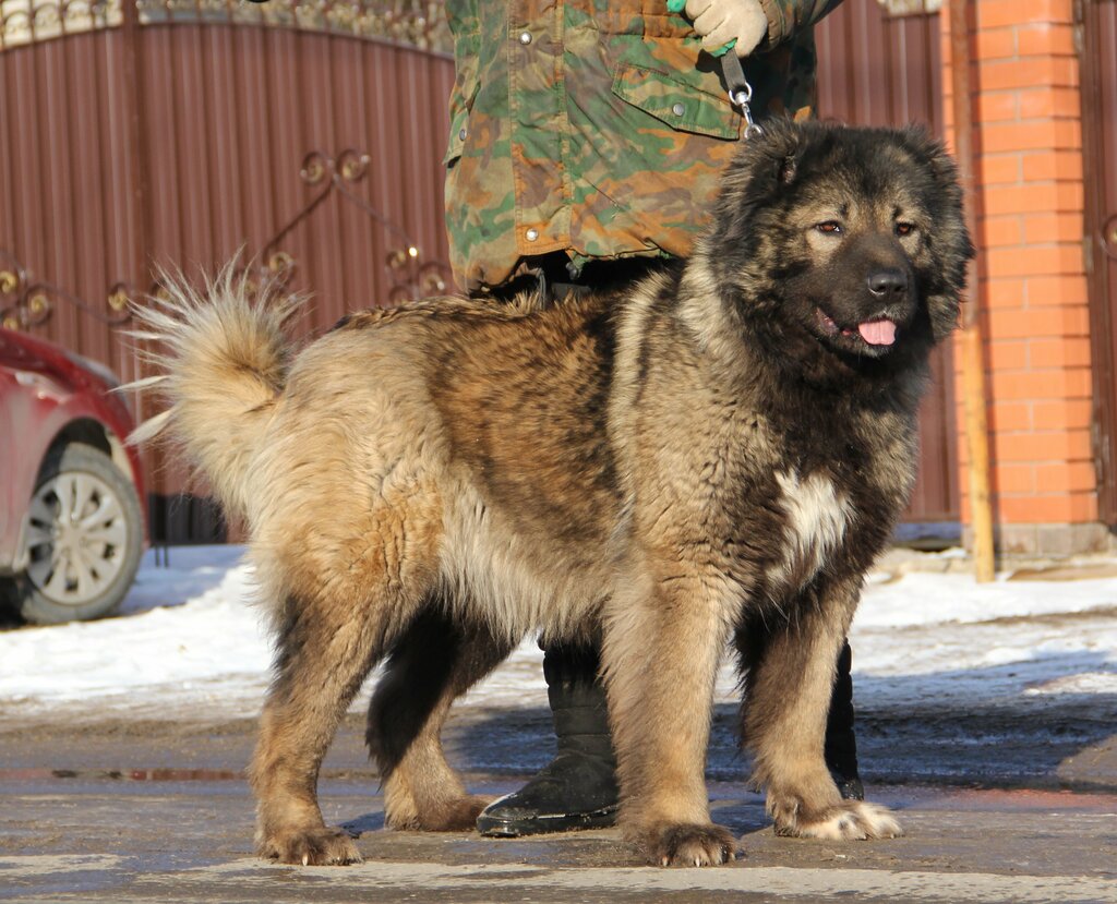 Evcil hayvan yetiştiricileri Gordiy Knyazhich, Nijni Novgorod, foto