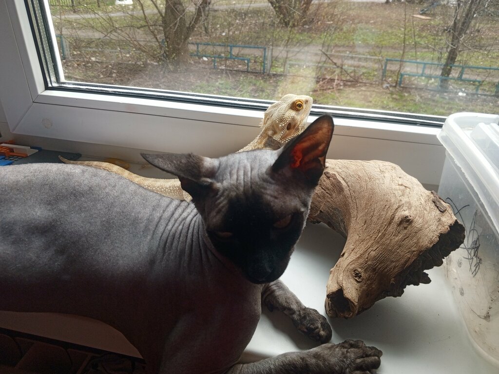 Orman Крутой лес, Lipetskaya oblastı, foto