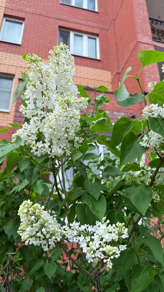 Konuşma terapistleri Логогород, Ramenskoye, foto