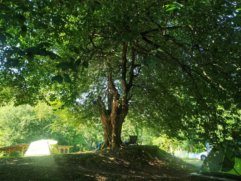 Kamp alanları In the arms of nature, Gudauta Bölgesi, foto