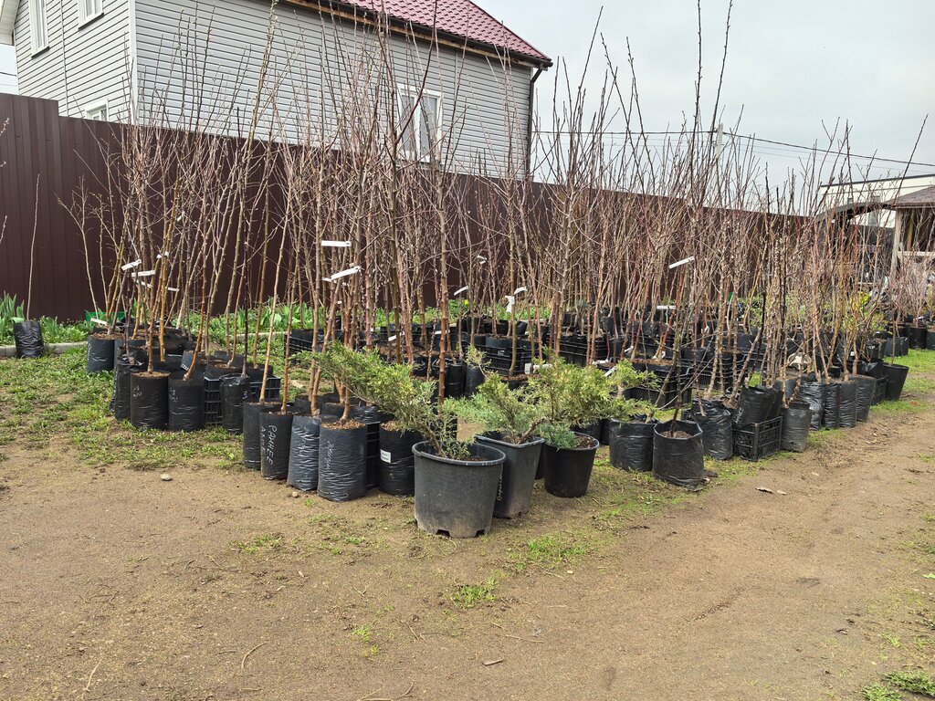 Fidan yetiştiriciliği Любимый сад, Saint‑Petersburg ve Leningradskaya oblastı, foto