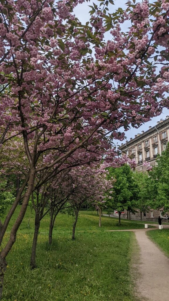 Doğa Sakura, Saint‑Petersburg, foto