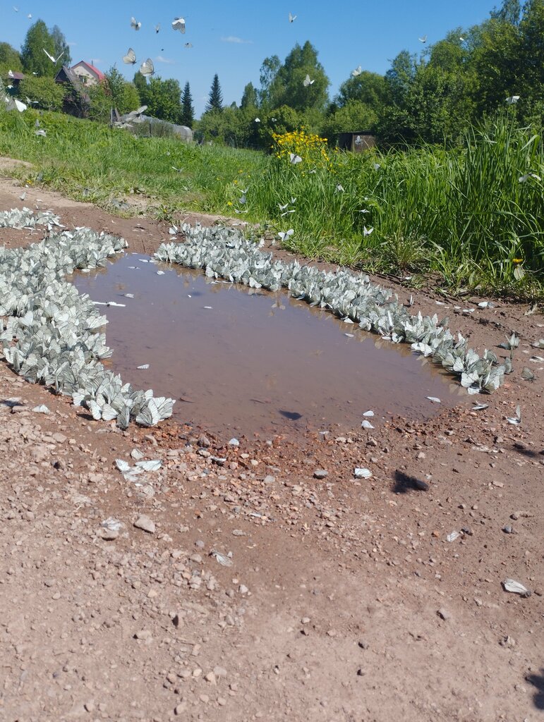 Pınar, çay Spring, stream, , foto