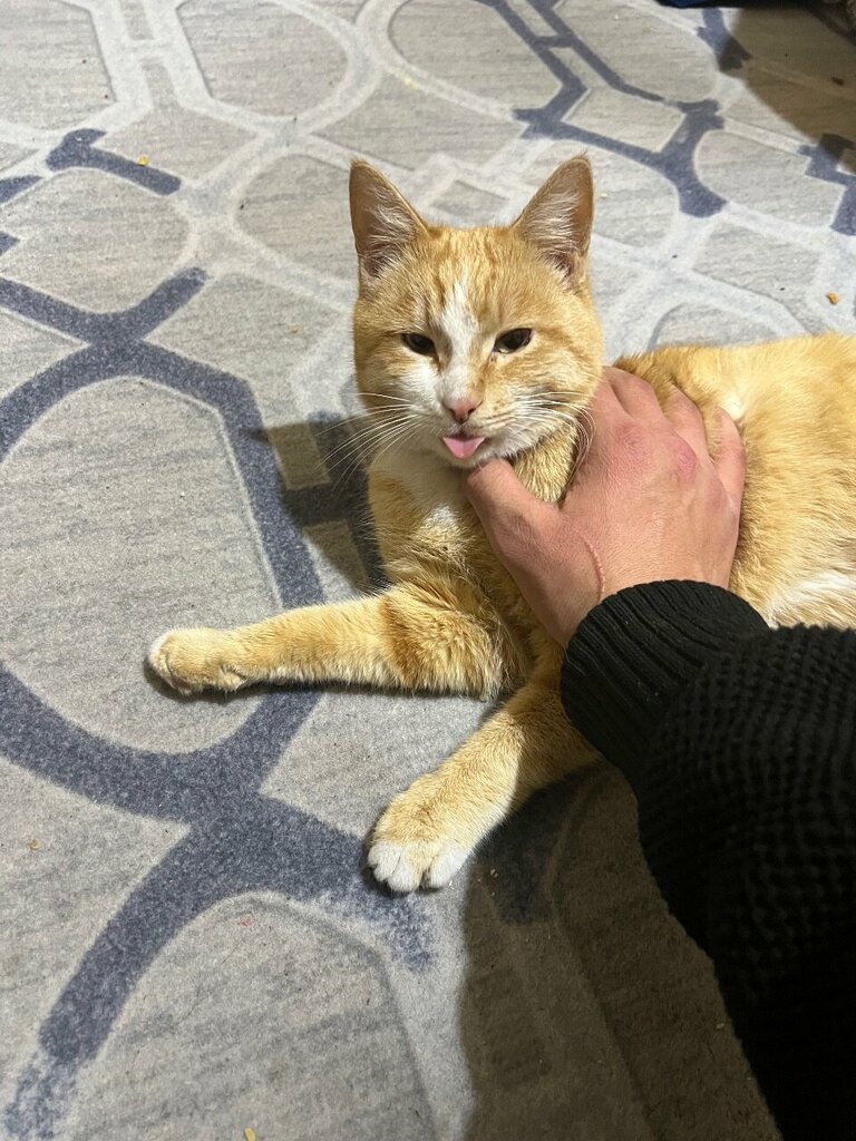 Kafe Tolebi Besbarmak, Taşkent eyaleti, foto