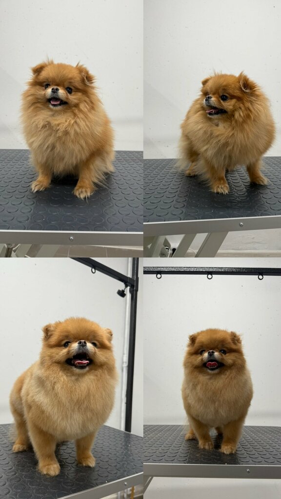 Evcil hayvan kuaförleri Императорские питомцы, Moskova, foto