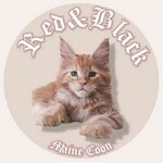 Питомник Мейн-кунов Red &Black (Kosmonavtov Street No:47/6), evcil hayvan yetiştiricileri  Lipetsk'ten