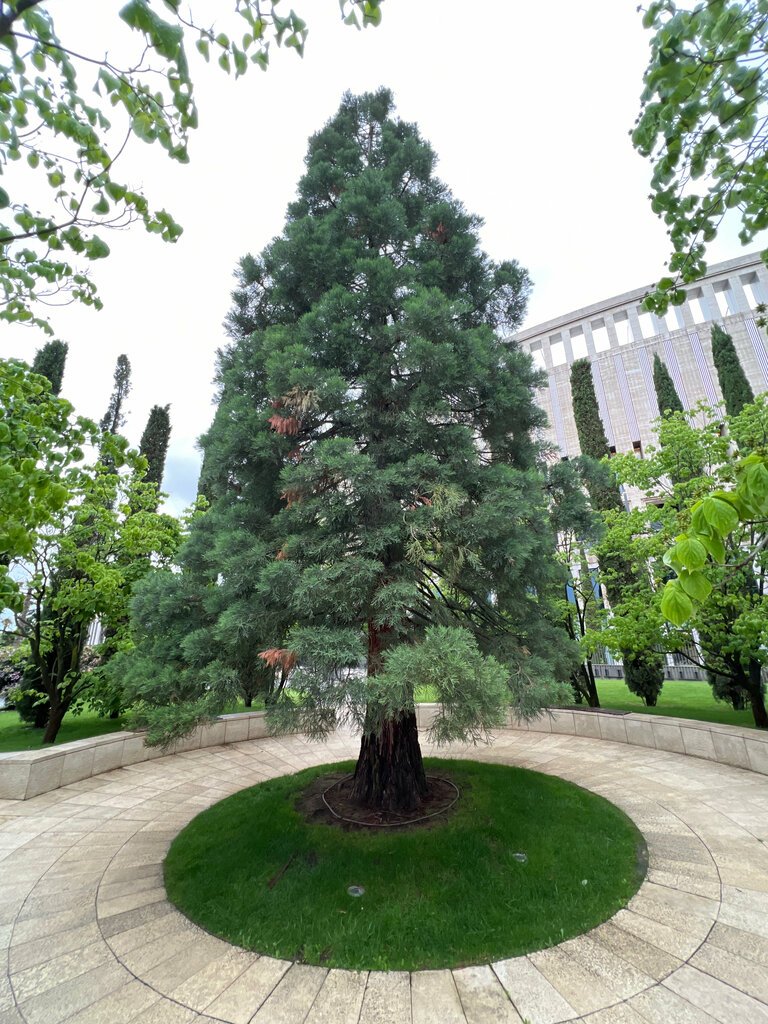Doğa Секвойя, Krasnodar, foto