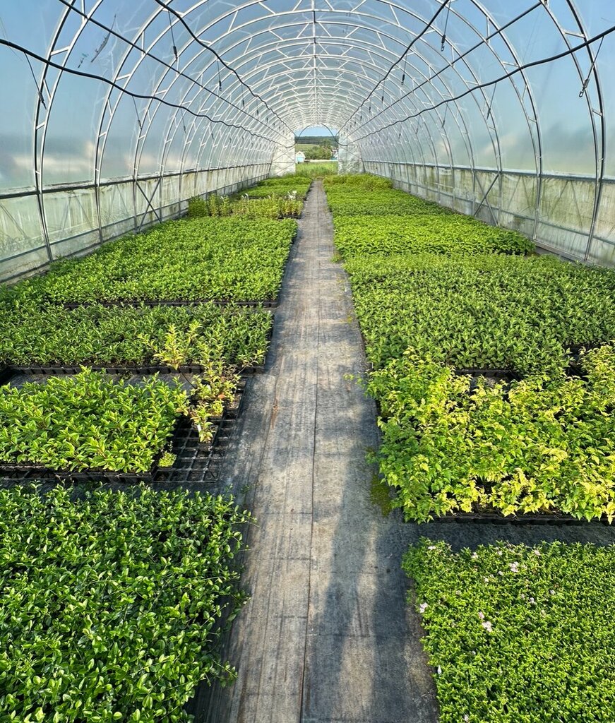 Fidan yetiştiriciliği Kibechi Nursery, Çuvaşya, foto