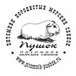 Пушок (Shosseynaya Street No:259, Bykovo Village), evcil hayvan yetiştiricileri  Moskova ve Moskovskaya oblastından