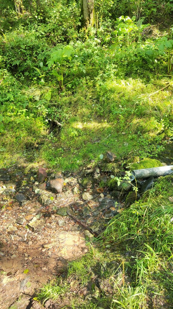 Pınar, çay Spring, stream, Tverskaya oblastı, foto