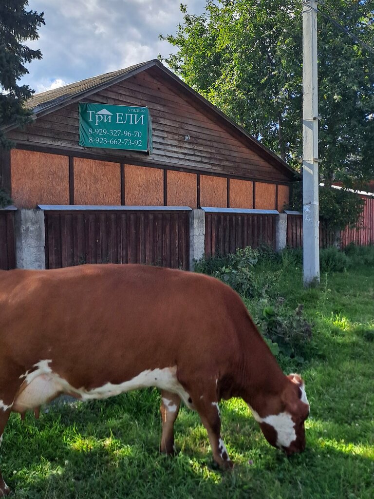 Resort oteller, tesisler Tri yeli, usadba, Altay Cumhuriyeti, foto