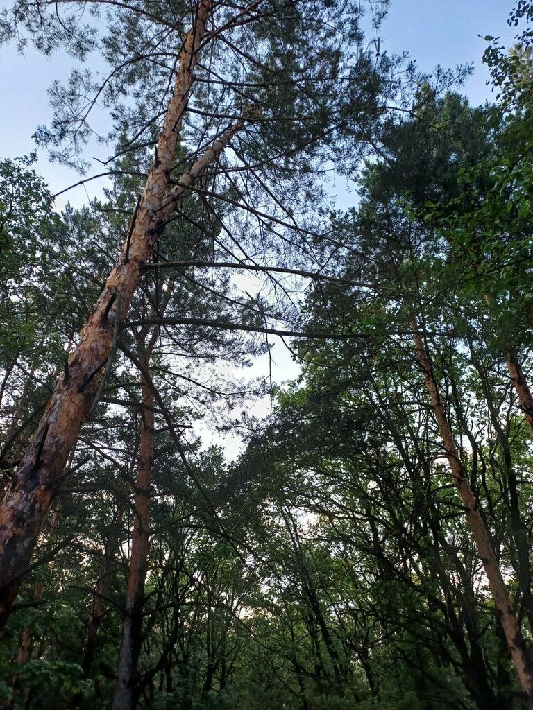 Piknik alanı Место для пикника, Voronej, foto