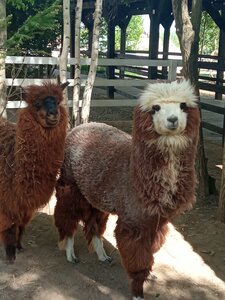 Peru (Kostromskoy rayon, Baksheyevskoye selskoye poseleniye, derevnya Budikhino), kültür ve eğlence parkları  Kostromskaya oblastından