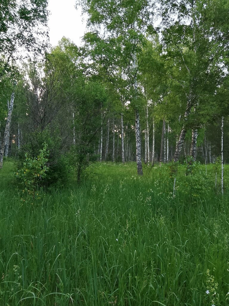 Pınar, çay Spring, stream, Novosibirskaya oblastı, foto