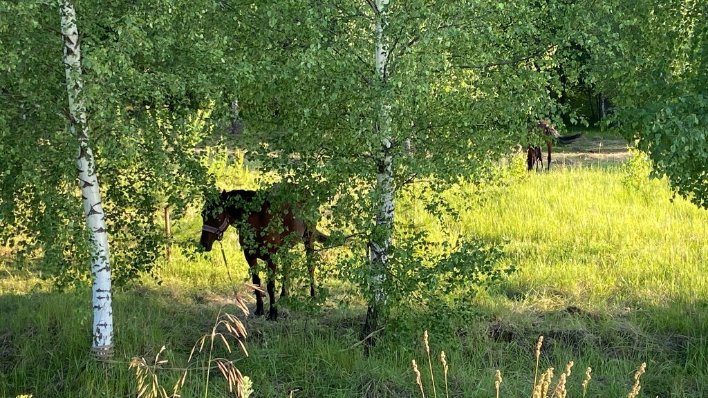 At ve binicilik kulüpleri Частная конюшня Буцефал, Mariy El Cumhuriyeti, foto