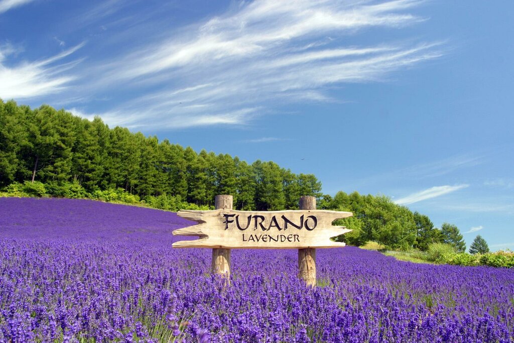 Otel Furano Natulux Hotel, , foto