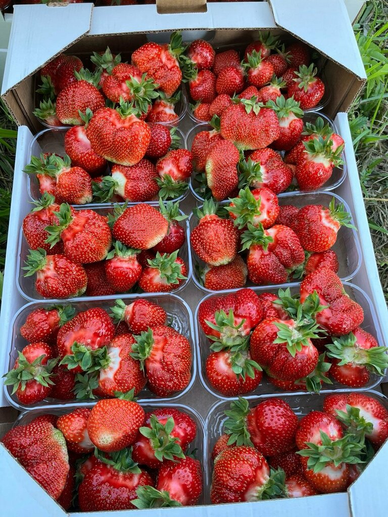 Tarım firmaları Ивановская клубника прямо с грядки, İvanovskaya oblastı, foto