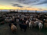 Qazaq Meat (Saýran kóshesi No:3), hayvancılık  Astana'dan