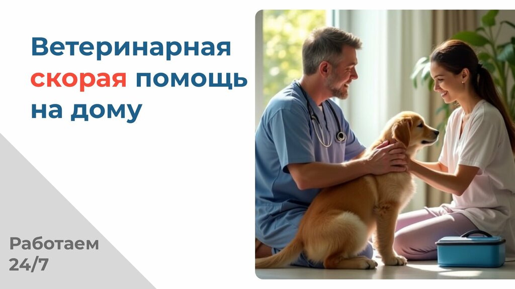 Evcil hayvan kuaförleri ВетоЛенд, Moskova, foto