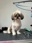Good Dog (Lenina Avenue No:32Б), evcil hayvan kuaförleri  Tula'dan