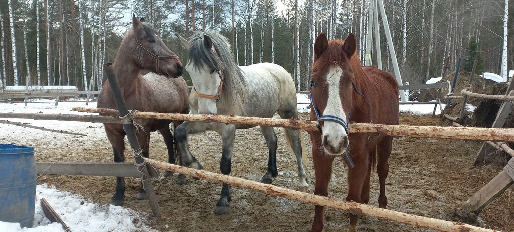 At ve binicilik kulüpleri Bely vsadnik, Tataristan, foto