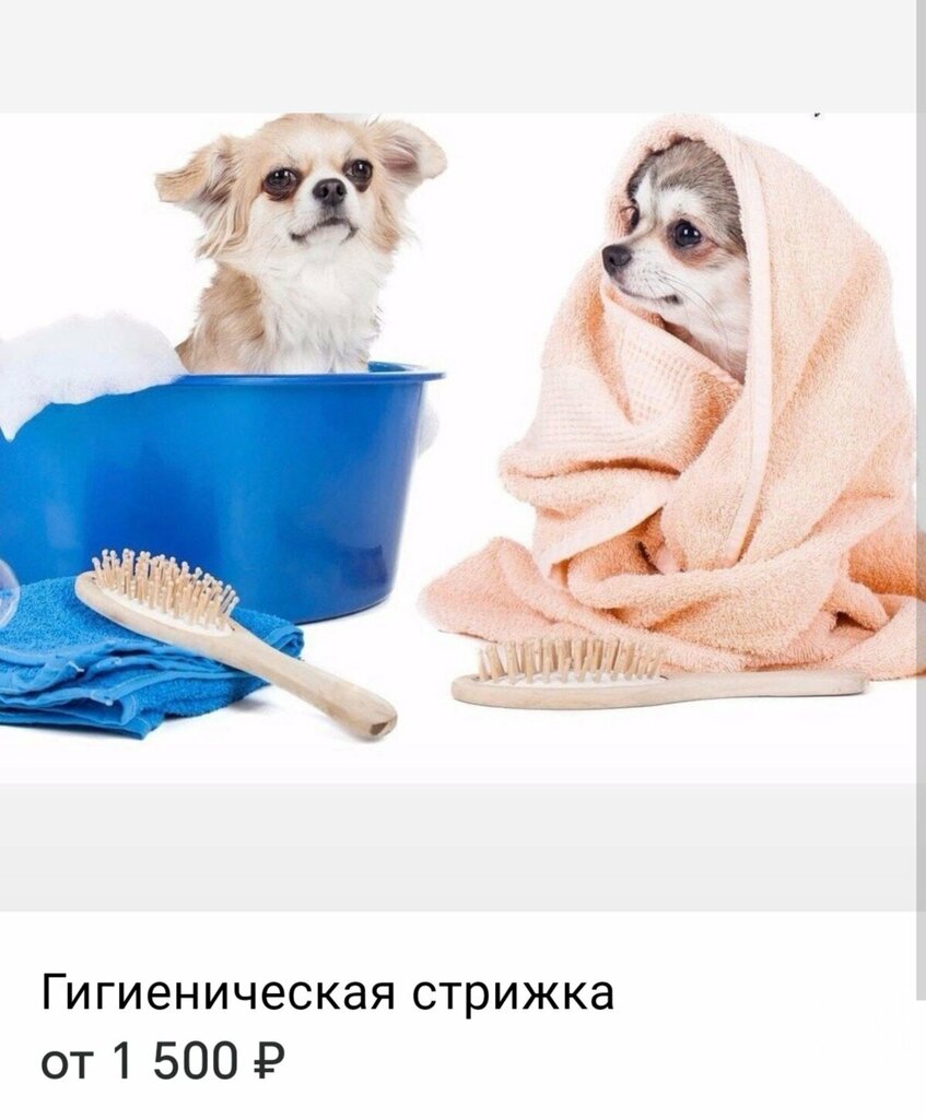 Evcil hayvan kuaförleri Груминг для собак и кошек, Saint‑Petersburg ve Leningradskaya oblastı, foto