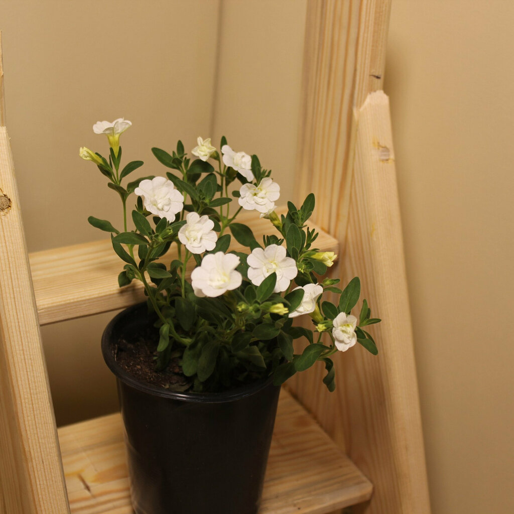 Seracılık Rassada V Borodulino, Sverdlovskaya oblastı, foto