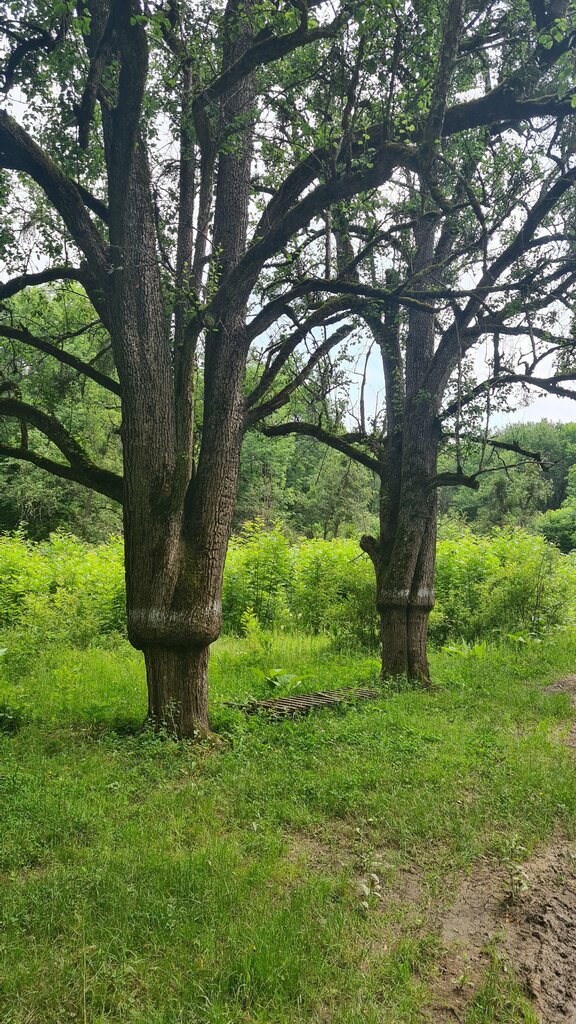 Turistik yerler Черкесские сады, Adıge Cumhuriyeti, foto