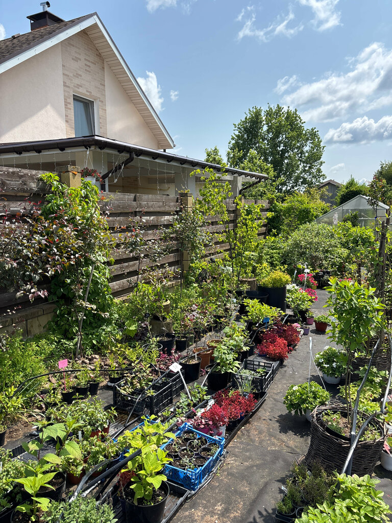 Sera ve bahçe ürünleri Забабоны, Minskaya oblastı, foto