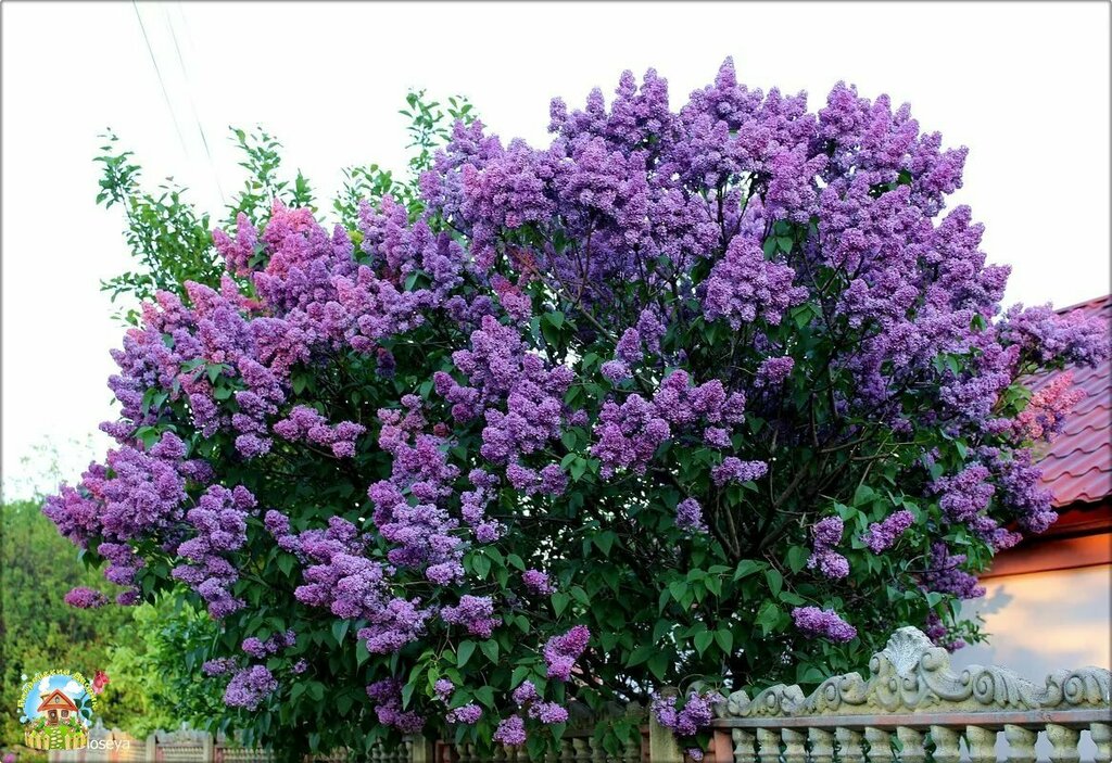 Peyzaj tasarımı Grin Stayl, Orel, foto