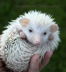 Фантазия (No:43, derevnya Zarubino), evcil hayvan yetiştiricileri  Kostromskaya oblastından