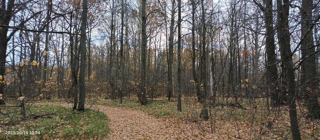 Orman Куропатов лес, Mordovya, foto