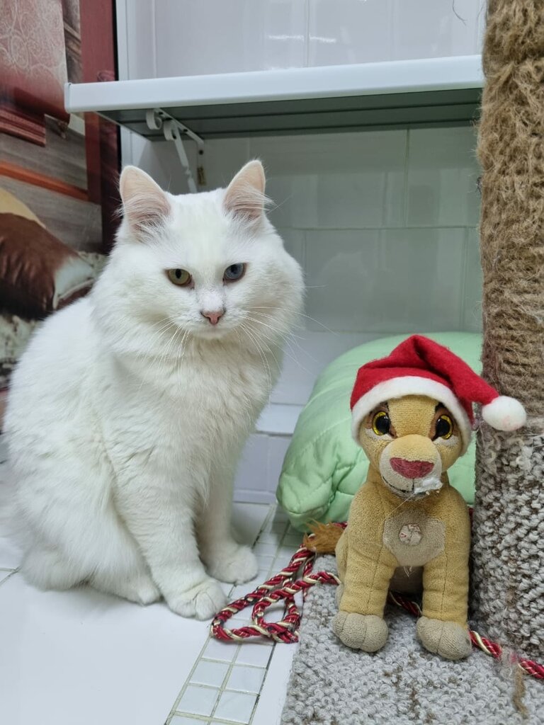 Pet otel Муркина Дача, Çeliabinskaya oblastı, foto