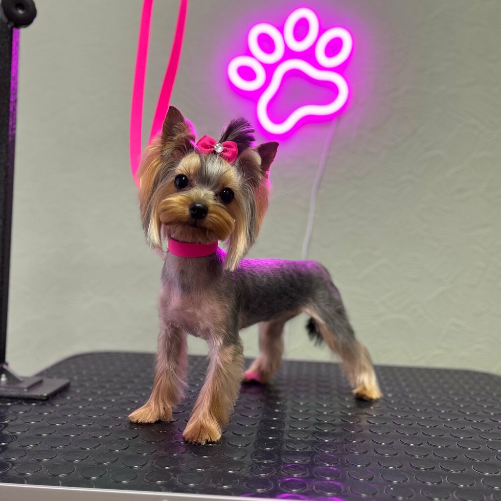 Evcil hayvan kuaförleri Студия груминга Анастасии Касаткиной, Yaroslavl, foto