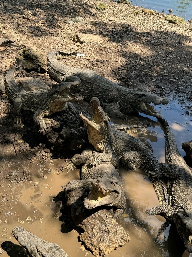 Hayvanat bahçeleri Criadero de cocodrillos, Dünya, foto