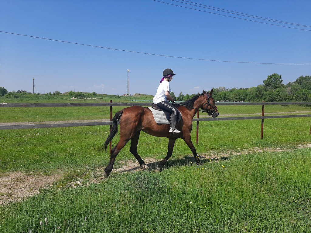 At ve binicilik kulüpleri Горизонт, Krasnoyarski krayı, foto
