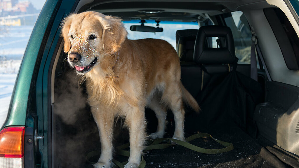 Hayvanların taşınması Zootaxi, Moskova, foto