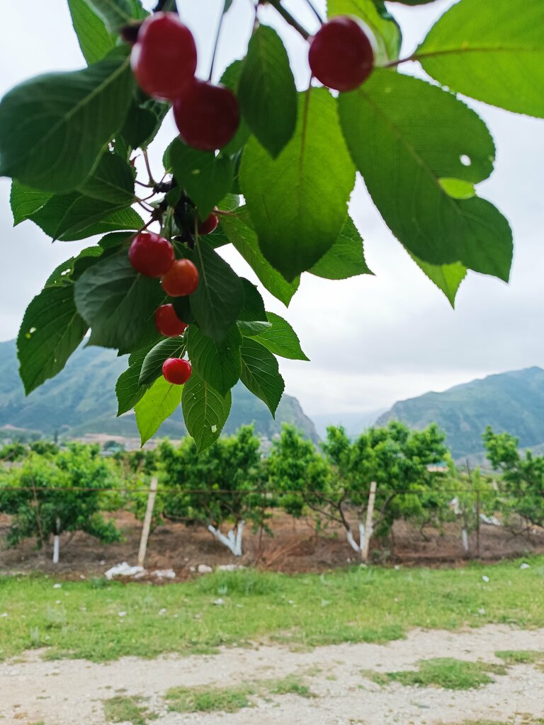 Konuk evi Черешневый сад, Dağıstan, foto