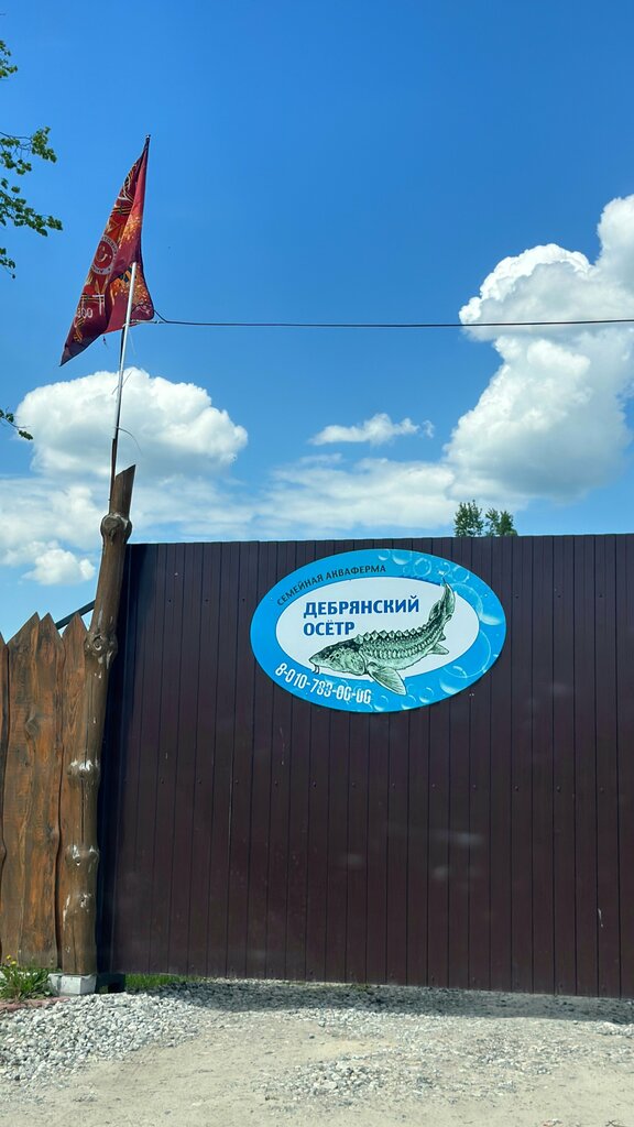 Balık ve deniz ürünleri Дебрянский осетр, Brianskaya oblastı, foto