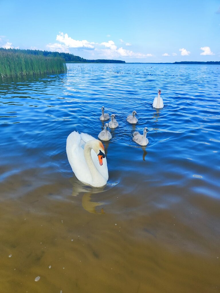 Plaj Пляж, Brestskaya oblastı, foto