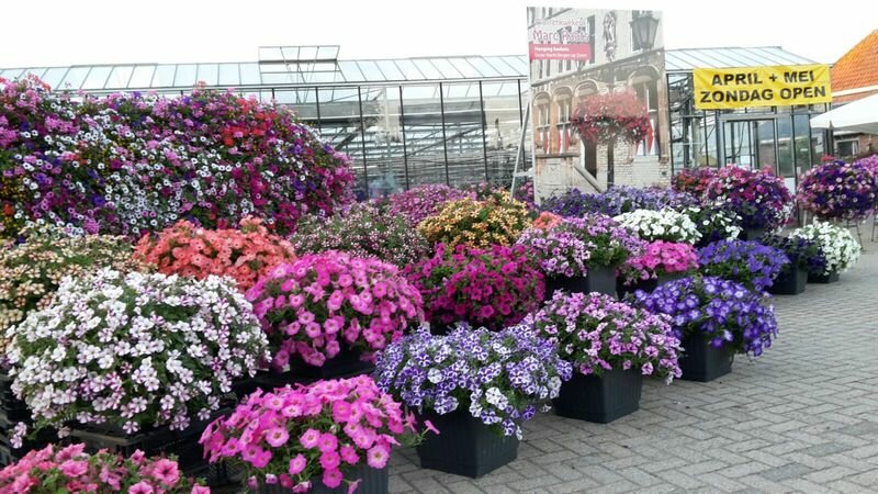 Çiçek teslimatı Raats Plantenkwekerij, Dünya, foto