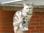 Kattenpension EN Trimsalon Nij Beets (Friesland, Opsterland, Krume Swynswei, 15), sıhhi tesisat hizmetleri  Friesland'dan