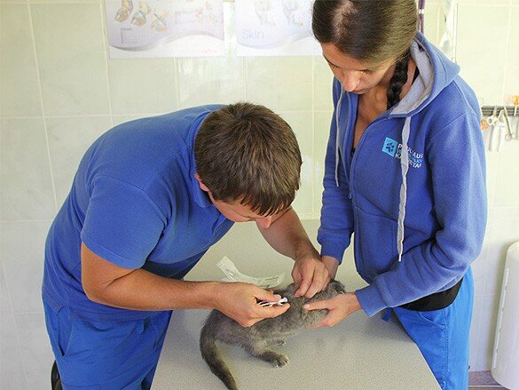 Veteriner klinikleri Veterinarijos kabinetas, Sh'auljaj, foto