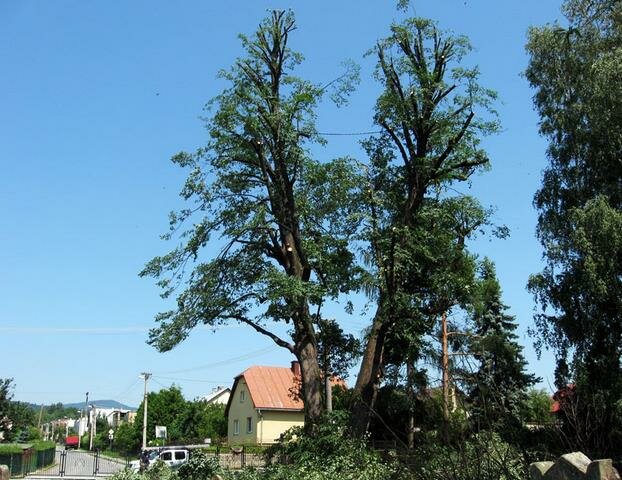 Peyzaj tasarımı Quercus - Arbor S. R. O., Dünya, foto