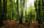Miškinta, Uab (Aušros gatvė No:7, Varėnos miestas), orman işleri  Varena'dan
